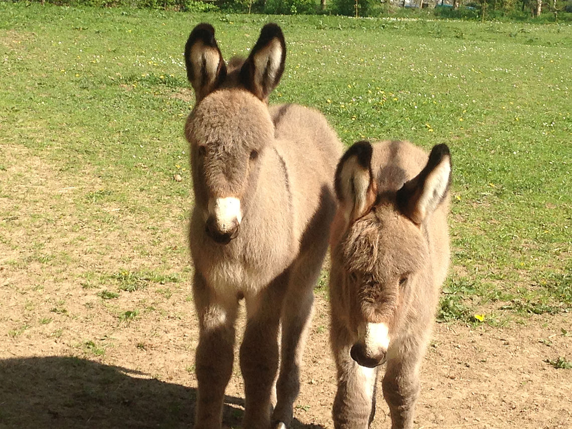 Ânes du Cotentin: Au Domaine d'Esthine