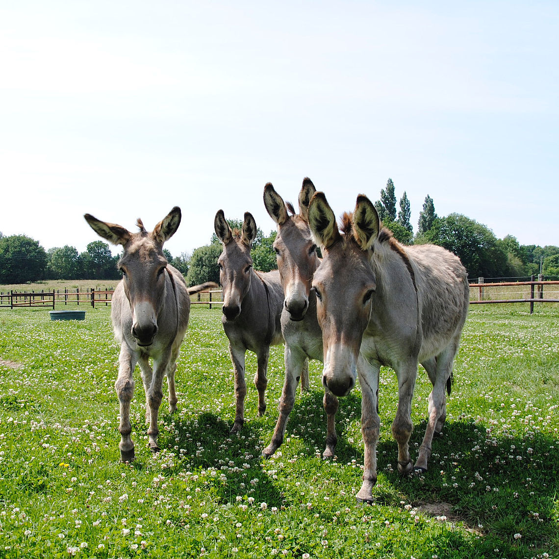 Ânes du Cotentin: Au Domaine d'Esthine